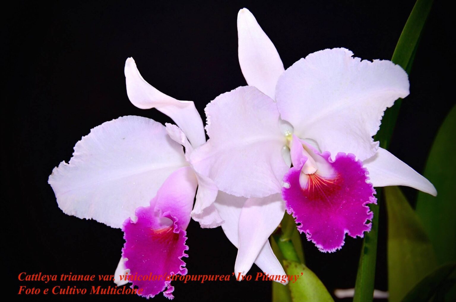 Cattleya trianae var.caerulea/orlata/pincelada ‘Talles Sun’ - Multiclone