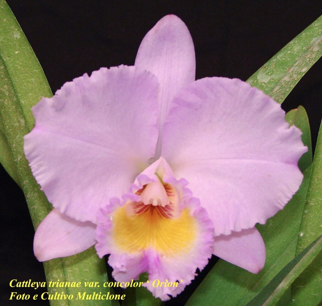 Cattleya trianae var concolor ‘Orion’ - Multiclone