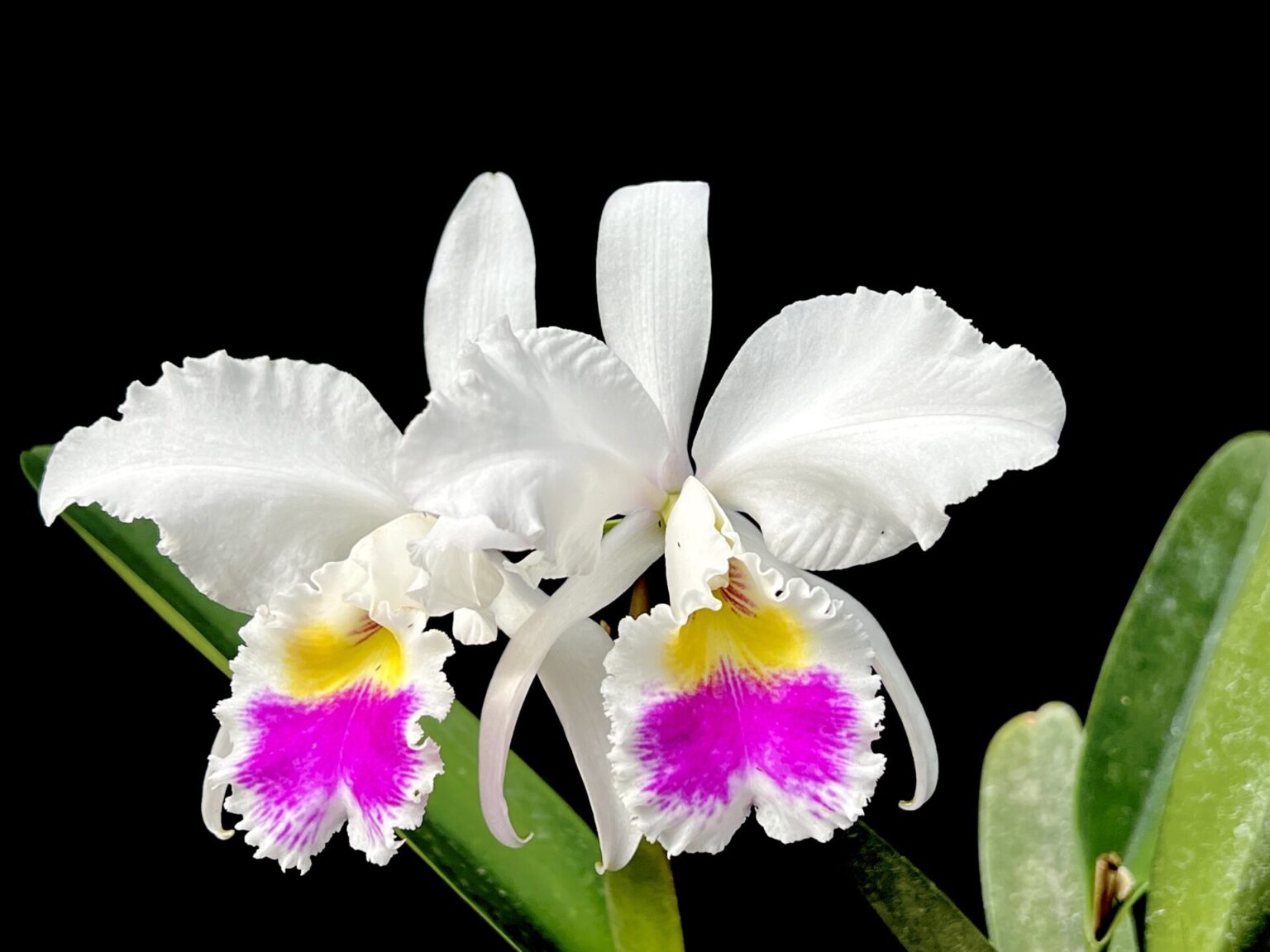 Cattleya mossiae var.semialba’ Red Lip’ - Multiclone