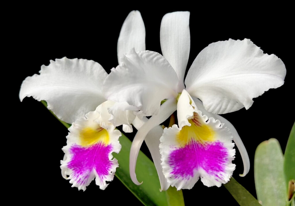 Cattleya mossiae var.semialba’ Red Lip’ - Multiclone