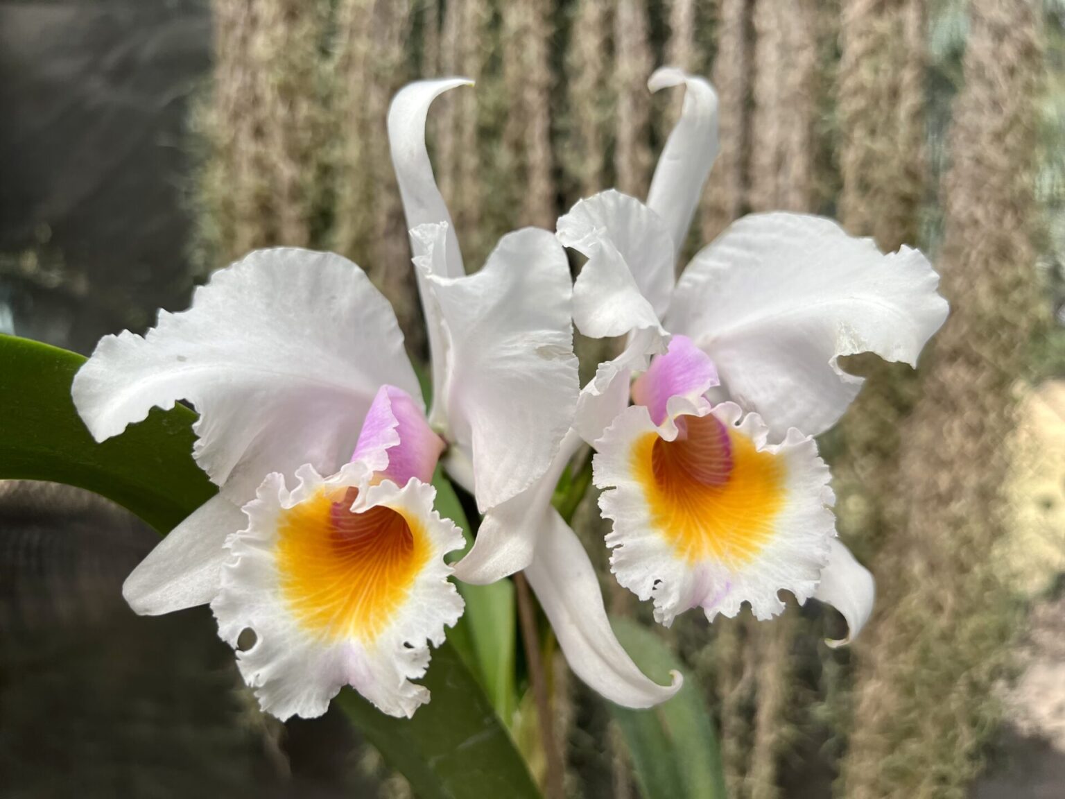 Cattleya schroederae var aurea amethystina ‘Niwa’ - Multiclone